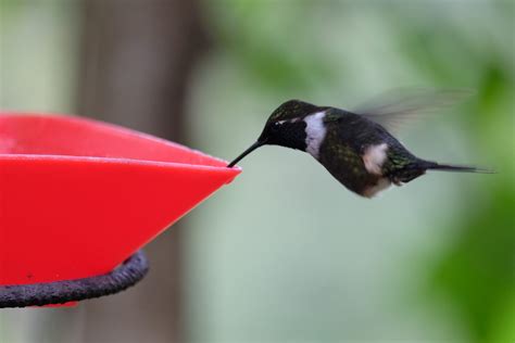 Kolibry – terraincognita.pl