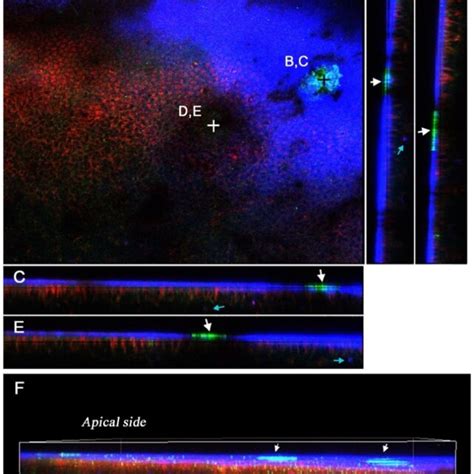 Confocal Optical Sections And Three Dimensional Reconstructions Of The