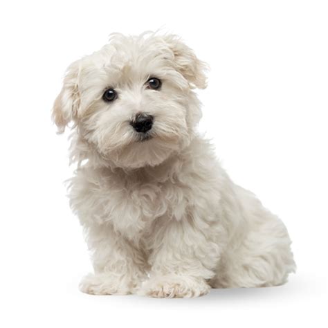 Westie Poodle Puppies For Sale Puppies Australia