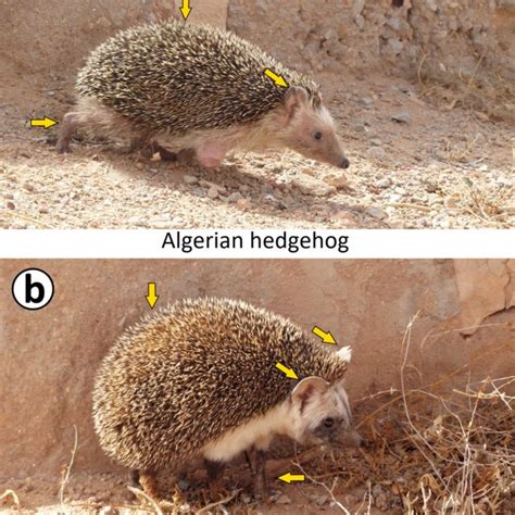 Distribution Maps Of Algerian Hedgehog Atelerix Algirus Left In