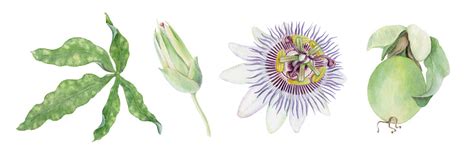 벡터 수채화 열정 꽃 그림의 집합 잎 열정 과일 와 새싹 보라색과 녹색 Passiflora 패션프룻에 대한 스톡 벡터 아트 및