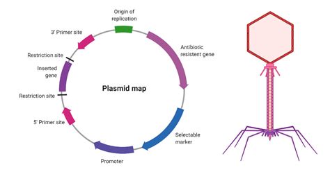 Vector Definition Biology
