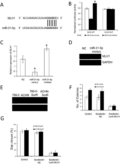Application Of Reagent For Detecting Expression Level Of Mlh1 To