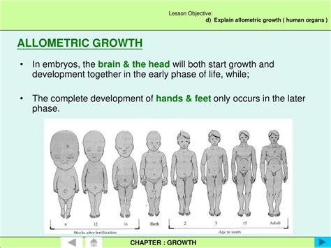 Growth And Development Ppt Download