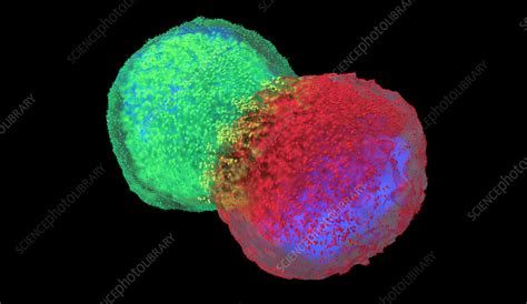 Communicating Cells Illustration Stock Image C0562926 Science
