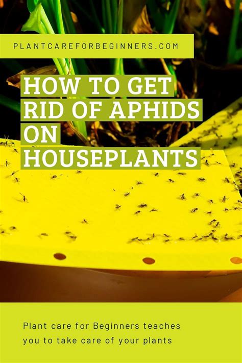 How To Get Rid Of Aphids On Houseplants Get Rid Of Aphids Aphids Houseplants
