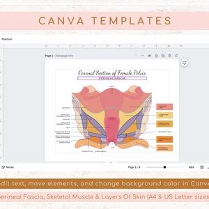 Coronal Section Of Female Pelvis Perineal Fascia Skeletal Muscle Connective Tissues PDF
