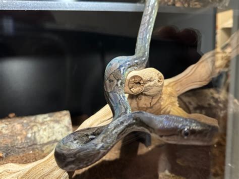 Anery Pure Sd Female Reticulated Python By Tosetti Pythons And Boas
