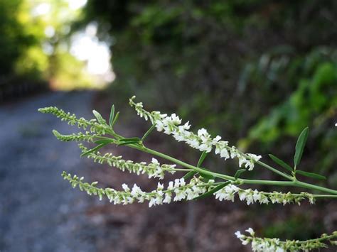 95000 Field Sage Pictures