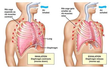 Sports Performance Bulletin Endurance Training Breathing Technique