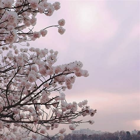 c h e r r y b l o s s o m さくら 自然 美学