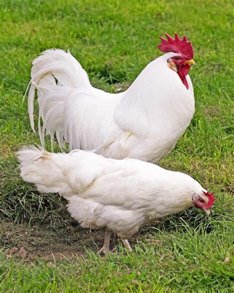 Top 19 Chickens That Lay White Eggs