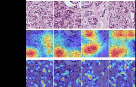 comparison of resnet18 and deit tiny grad cam heatmaps for randomly download scientific diagram