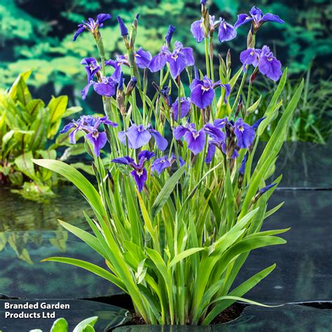 Iris Setosa Marginal Aquatic