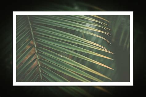 녹색 야자수 잎 패턴 텍스처 추상배경에 흰색 선 프레임입니다 그래픽 디자인 열대 여름 개념에 대한 복사 공간 빈티지 톤 필터 효과 색상 스타일입니다 0명에 대한 스톡 사진