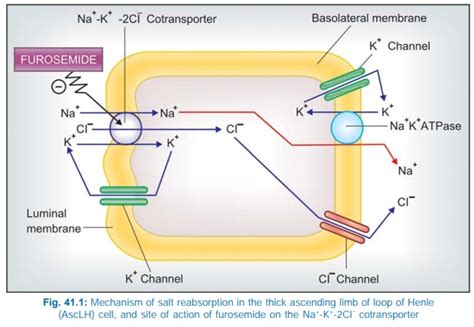 Ceiling Effect Of Loop Diuretics Shelly Lighting