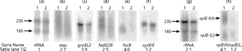 Figure 5 From Cdna Rna Subtractive Hybridization Reveals Increased