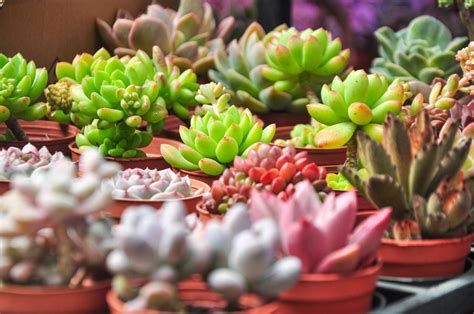 拯救南非的多肉植物:保护这些独特的植物宝藏的紧迫性 Fatshimetrie 拯救南非的多肉植物:保护这些独特的植物宝藏的紧迫性 Fatshimetrie