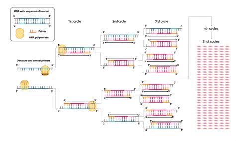 template switch pcr diagram clontech template switching by