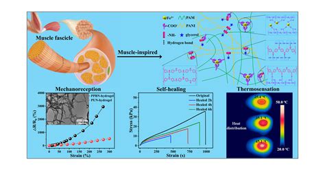 Muscle Inspired Self Healing Hydrogels For Strain And Temperature Sensor Acs Nano