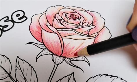 How To Shade A Rose With Colored Pencils