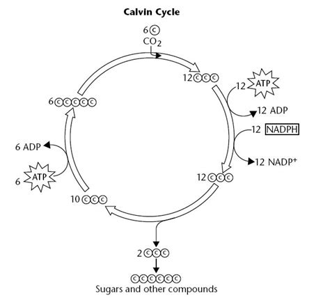 Light Independent Reactions And Calvin Cycle Diagram Light