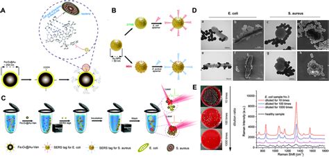 Schematic Illustration Of A The Preparation Of Vancomycin‐modified Download Scientific