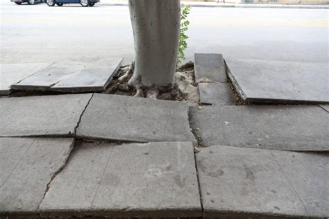 Tree Root System Impact On Concrete And Foundation Part 3 Lift Right Concrete