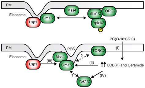A Simplified Model Of The Impact Of Pco 16020 On Ptdins45p2 And