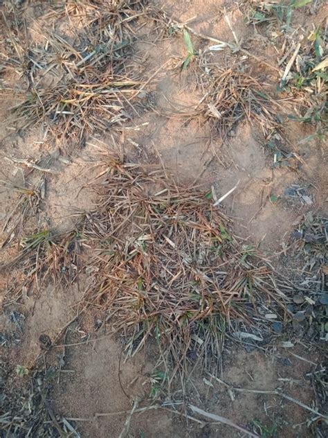 Dried Elephant Grass At ₹ 2000tonne Sonbhadra Id 24773597762