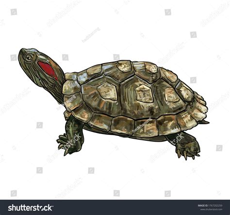How To Draw A Red Eared Slider Turtle How To Draw A Red Eared Slider Turtle
