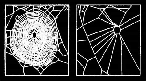 When Nasa Gave Spiders Drugs To See How It Affected Their Webs Rare Historical Photos