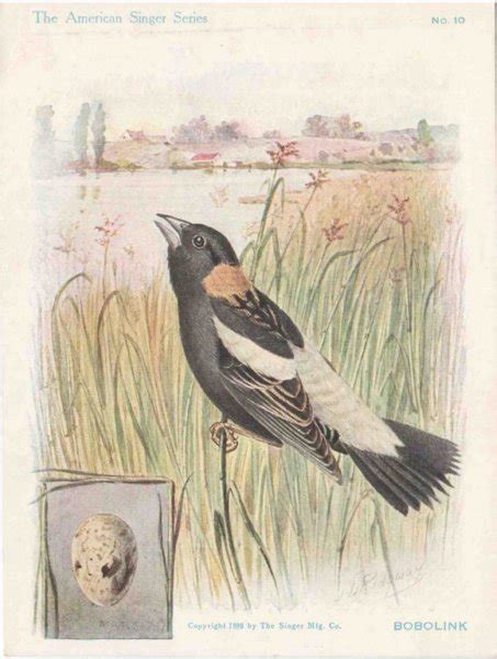 Bobolink Singer Sewing Machine Trade Card