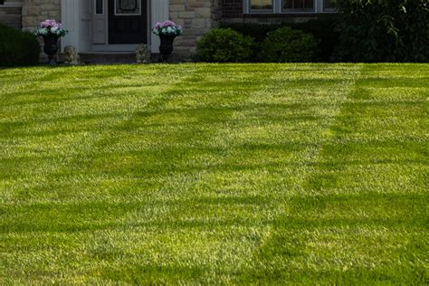 Turf Type Tall Fescue Vs Tall Fescue Whats The Difference