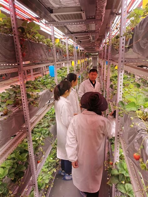 服务现代植物工厂，为草莓新种植模式注入活力 服务现代植物工厂，为草莓新种植模式注入活力 科技服务 河北省农林科学院石家庄果树研究所