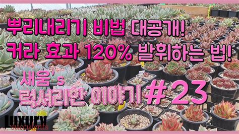 뿌리내리기 비법 대공개 좋은 흙 커라 효과 120 발휘하는 법 새움의 럭셔리한 다육이야기 23편 럭셔리다육 Youtube