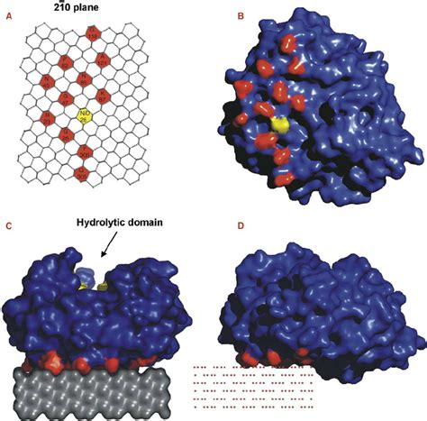 Hydrolytic Activity Of Recombinant Glucanases A Specific B