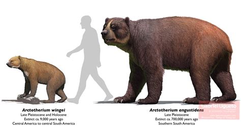 Arctotherium Fossil Wiki Fandom