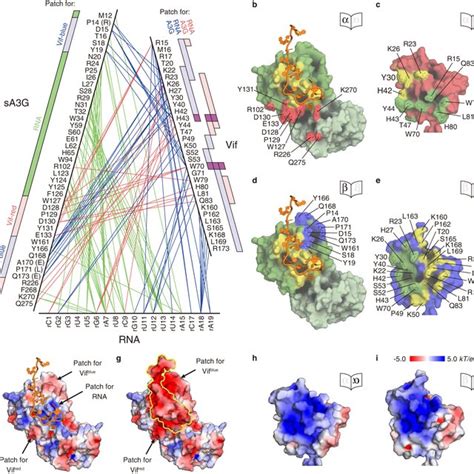 Molecular Detail Of Rna Binding To Sa3g And Vif A B Close Up Stereo Download Scientific