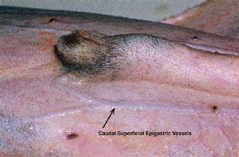 Laparotomy Paramedian 02 View Of Sterile Field In Dogs Canis