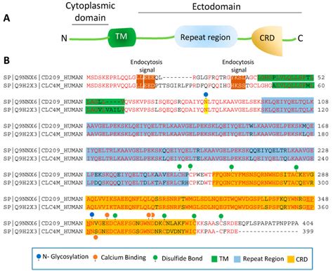 C Type Lectin Cd209ll Sign And Cd209dc Sign Cell Adhesion Molecules Turned To Pathogen