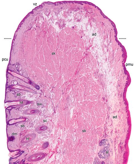 Digestive System I Upper Alimentary Tract Clinical Tree