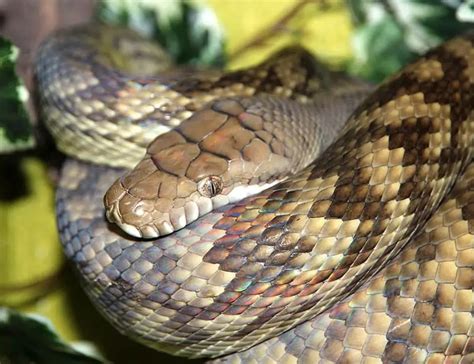 20 Types Of Pythons Species Facts And Photos