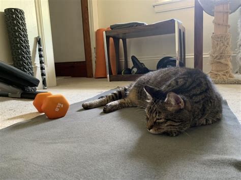 Standard Issue Personal Trainer Rstandardissuecat