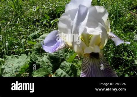Beetle Alenka Hairy Chafer Eats The Bearded Iris Cultivar Mary Todd 59s Stock Video