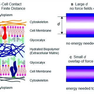 A Schematic Illustration Of Two Neighboring Cells Sustaining A
