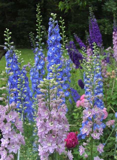 Growing Delphiniums Common Problems And How To Fix Them Growing Delphiniums Common Problems And How To Fix Them