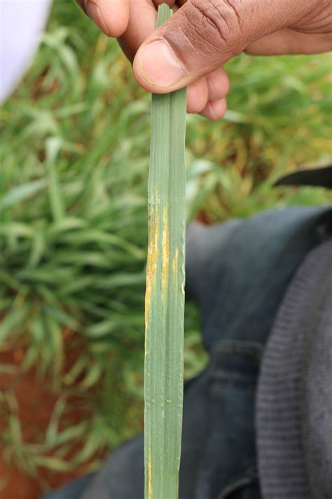 Wheat Leaf Disease Detection Object Detection Dataset And Pre Trained Model By Wheatleaf