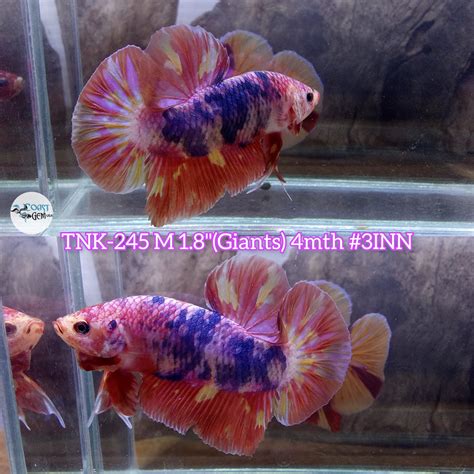 Plakat Betta Male For Sale What You See Is What You Get — Coast Gem Usa