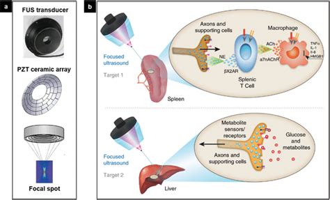 Fus‐enabled Neuromodulation A Fus Is Constructed From Concaved Pzt Download Scientific